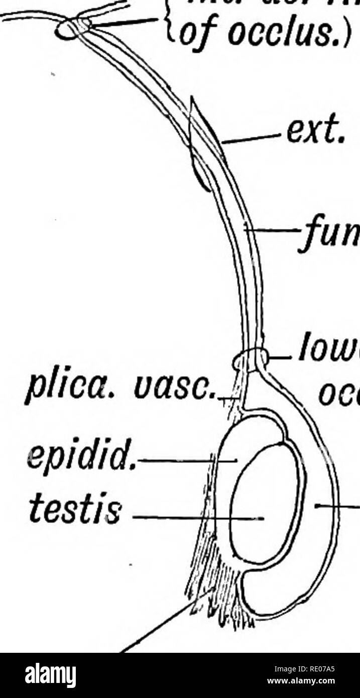 . Les droits de l'embryologie et de morphologie. L'embryologie, l'homme ...