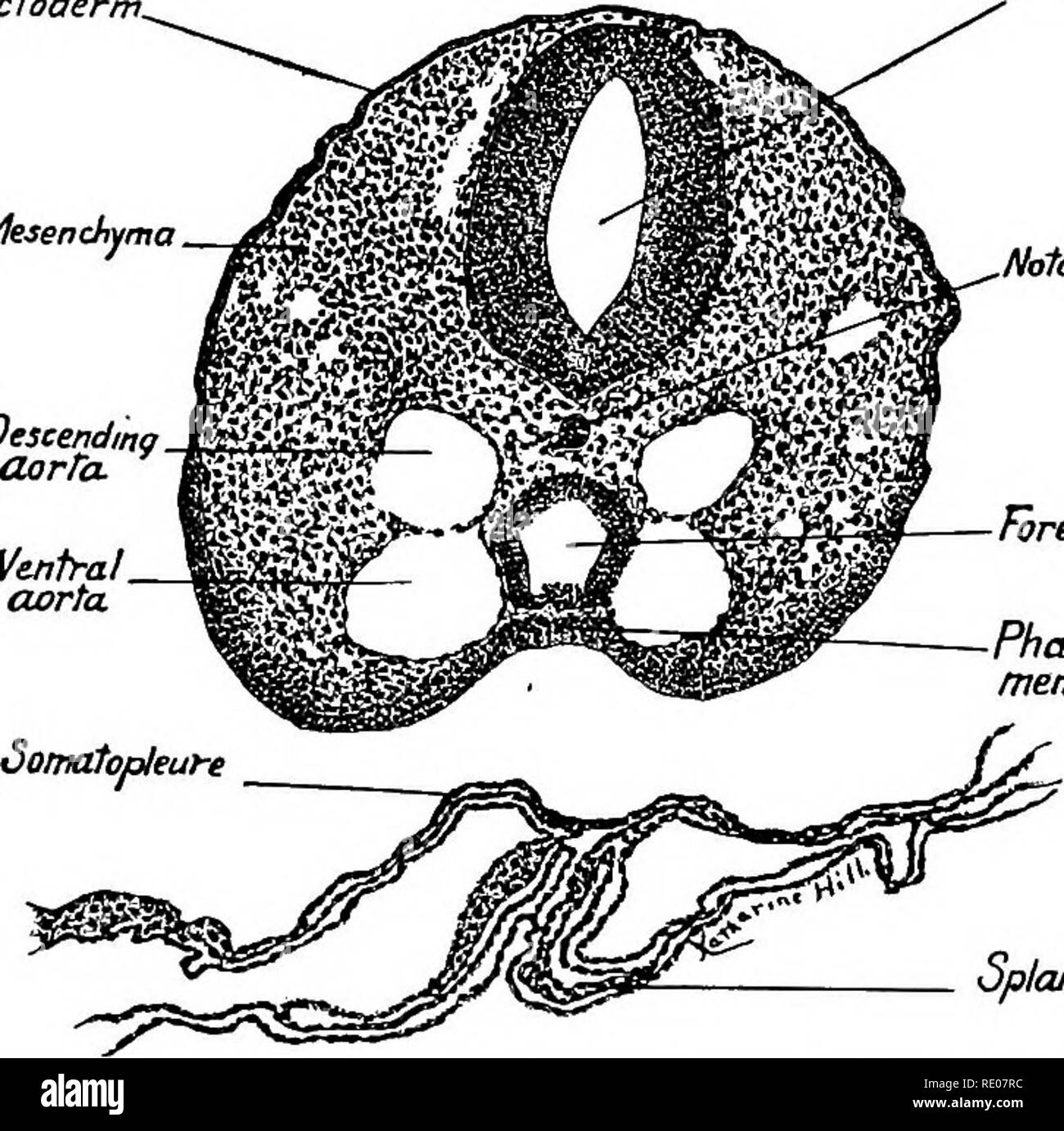 . Un manuel de laboratoire et texte-livre de l'embryologie. L ...