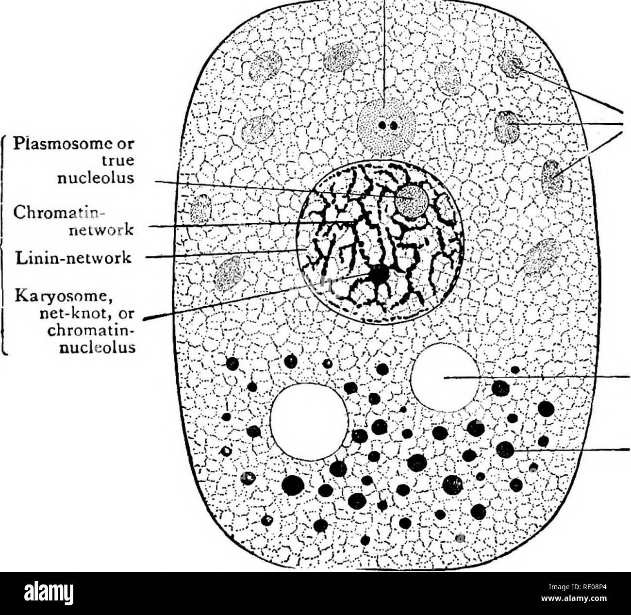. Les protozoaires. Les protozoaires. La morphologie particulière du ...