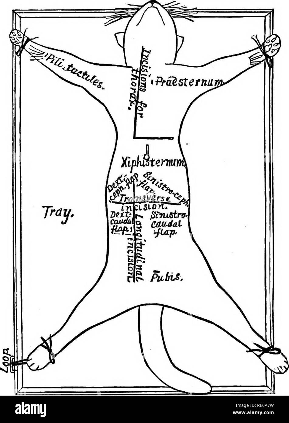 Plateau de dissection Banque d'images noir et blanc - Alamy