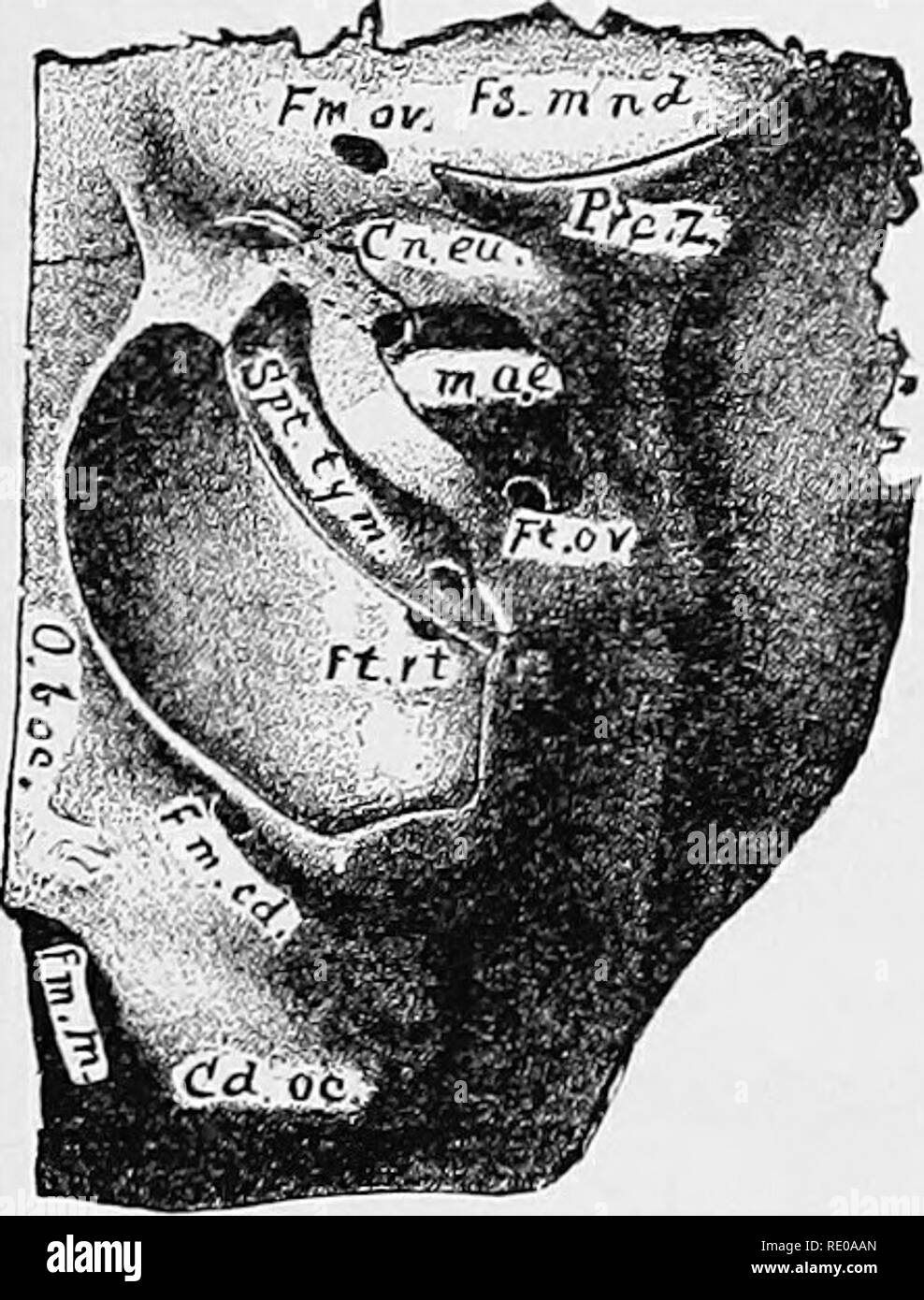Processus mastoidien Banque d'images noir et blanc - Alamy