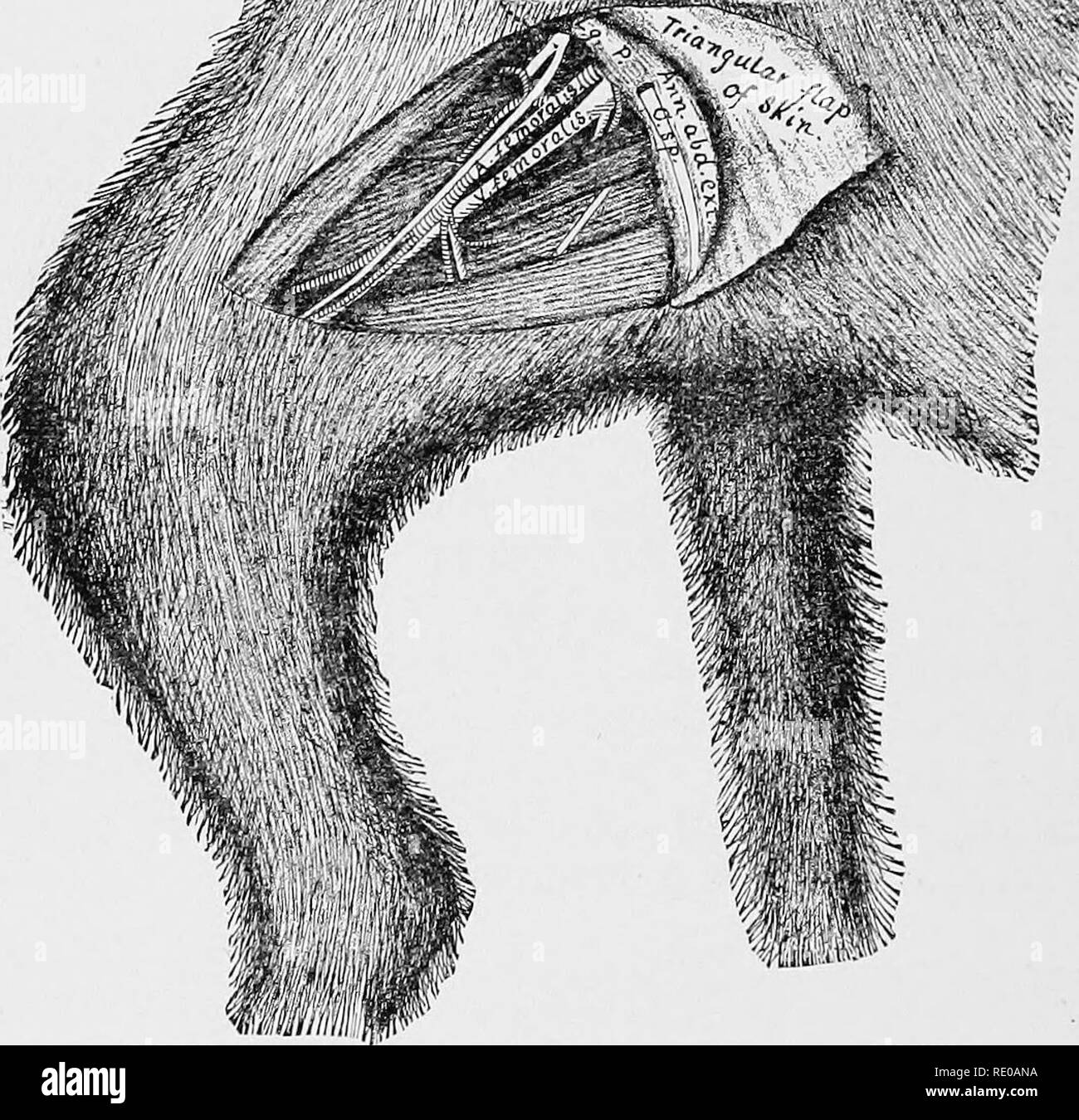 Anatomie Chat Muscles Banque d'image et photos - Alamy