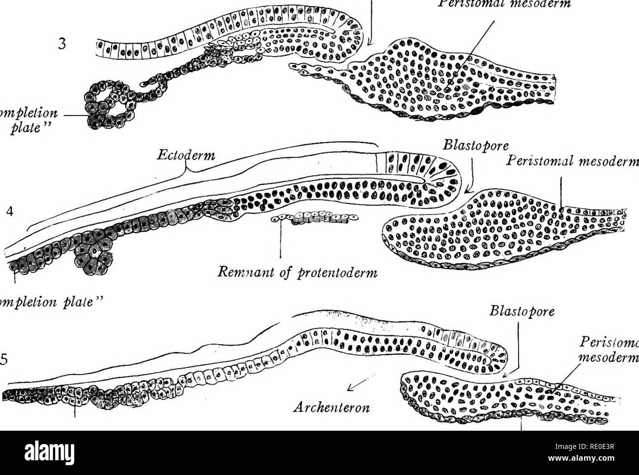 Disque embryonnaire Banque de photographies et d’images à haute ...