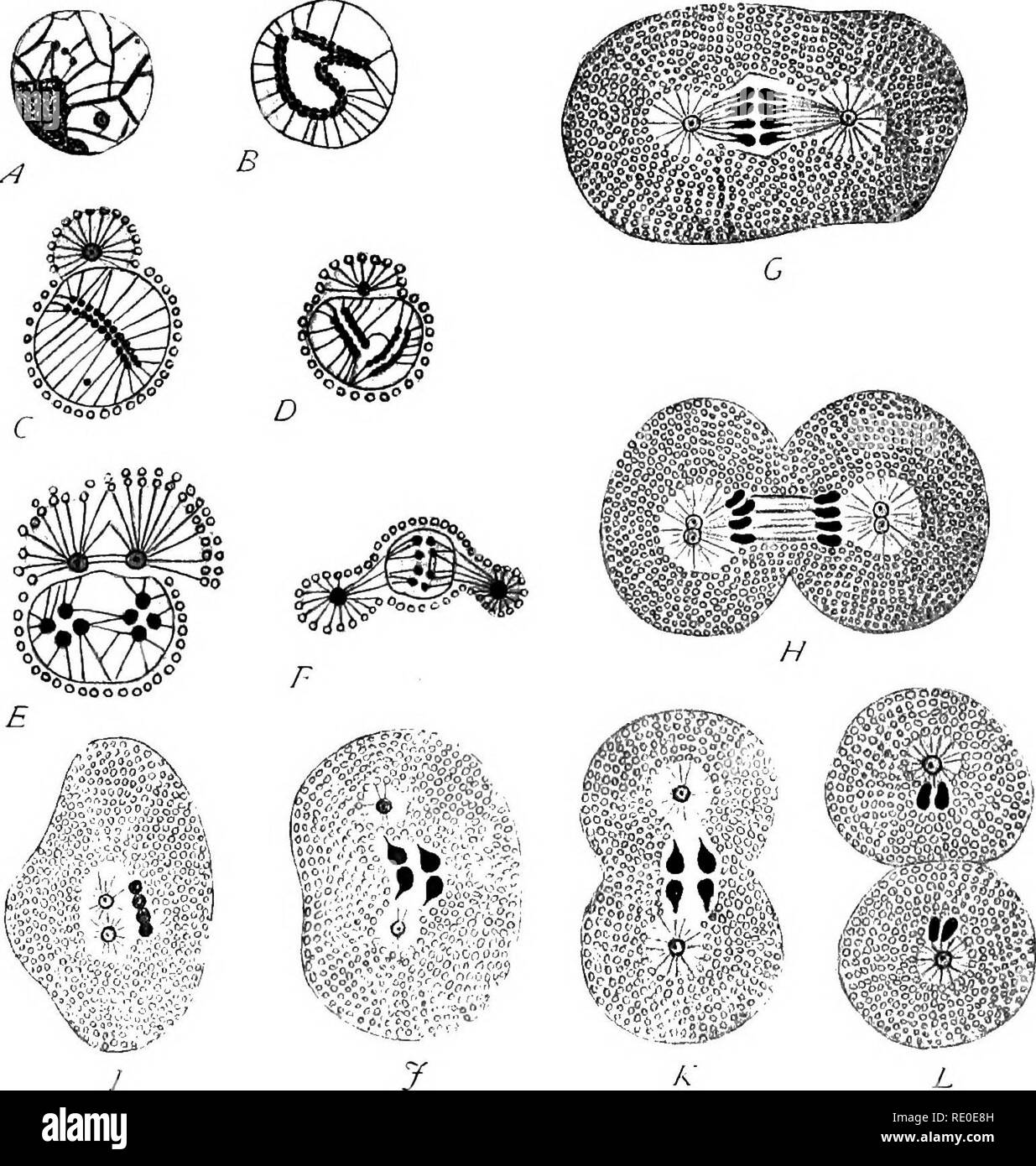 . Un manuel de laboratoire et texte-livre de l'embryologie. L ...