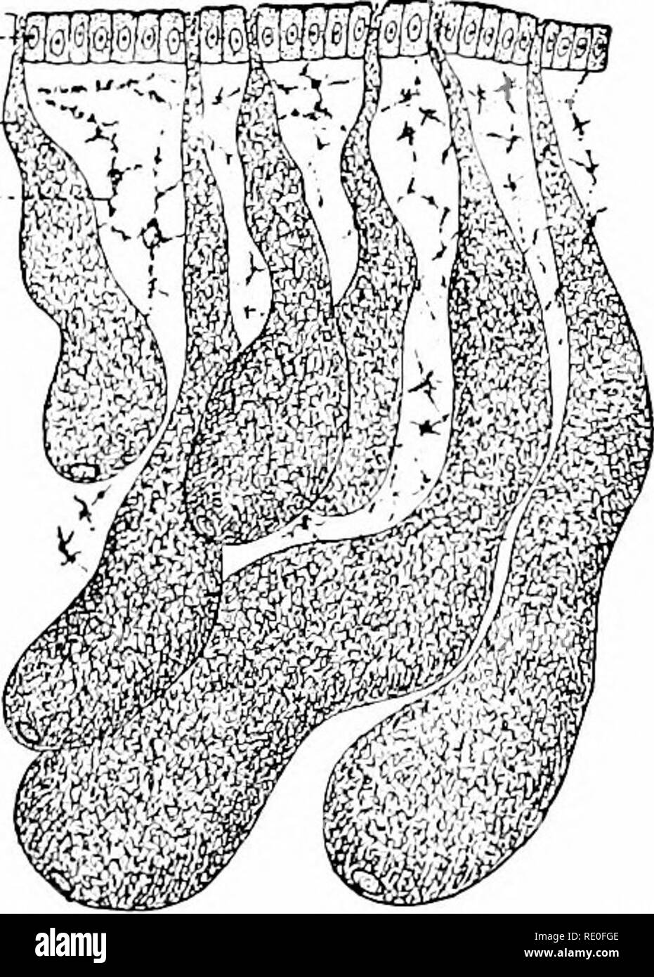 Cellules glandulaire à mucus Banque de photographies et d’images à ...