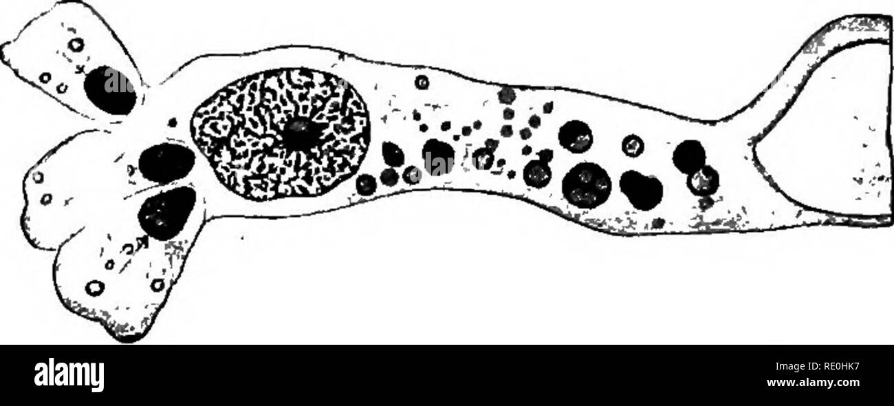 Sertoli cell Banque de photographies et d’images à haute résolution - Alamy