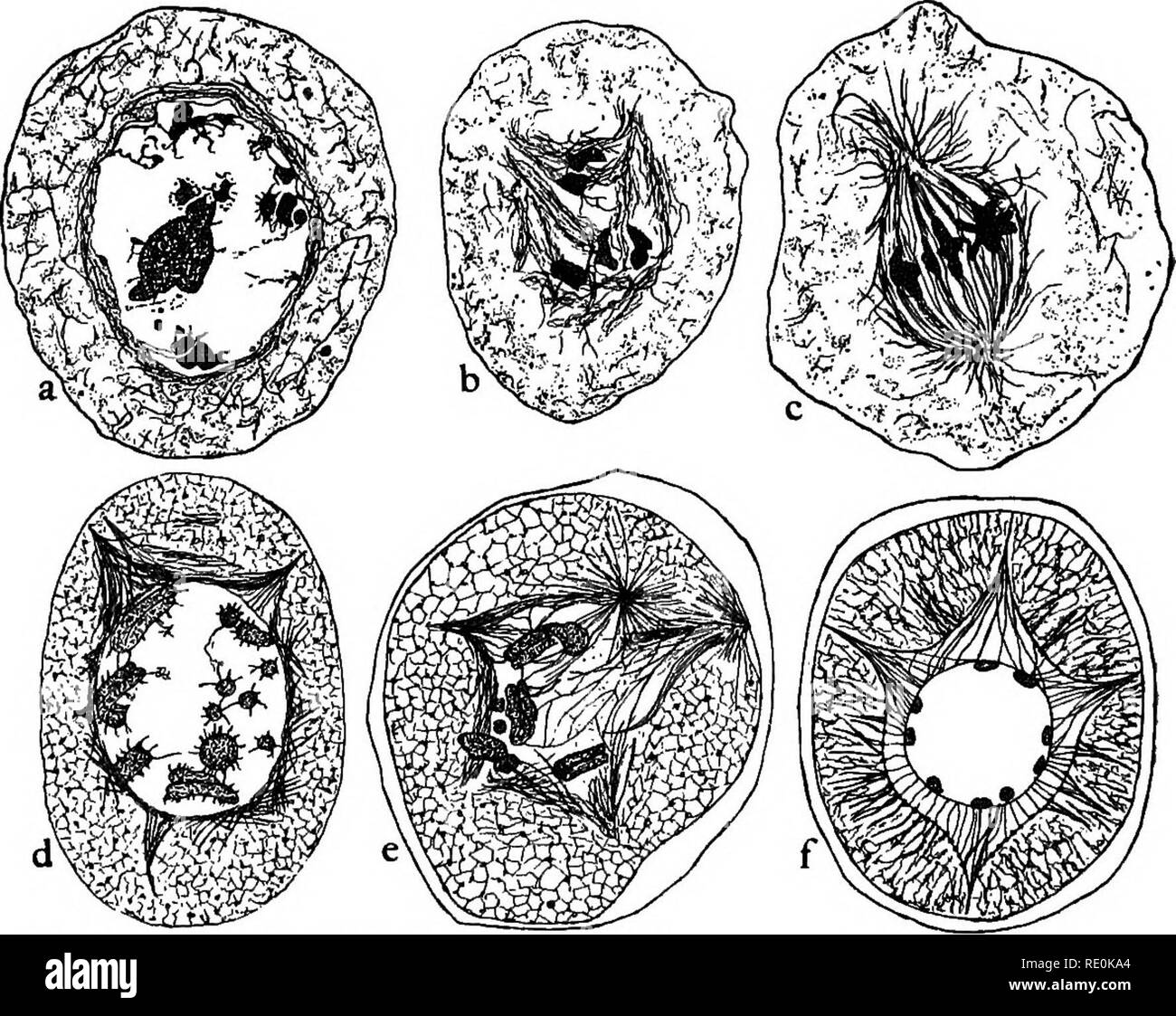 Prophase chez la cellule végétale Banque de photographies et d’images à ...