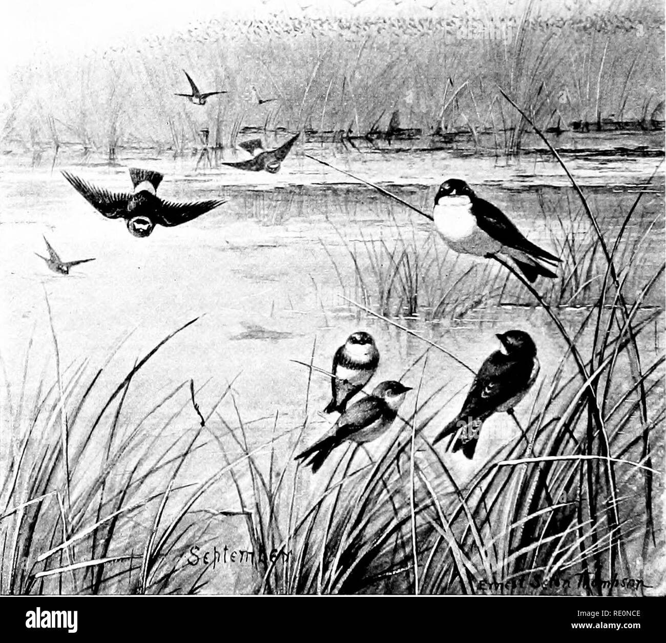 . Oiseaux : un guide pour l'étude de nos oiseaux communs . Les oiseaux ...