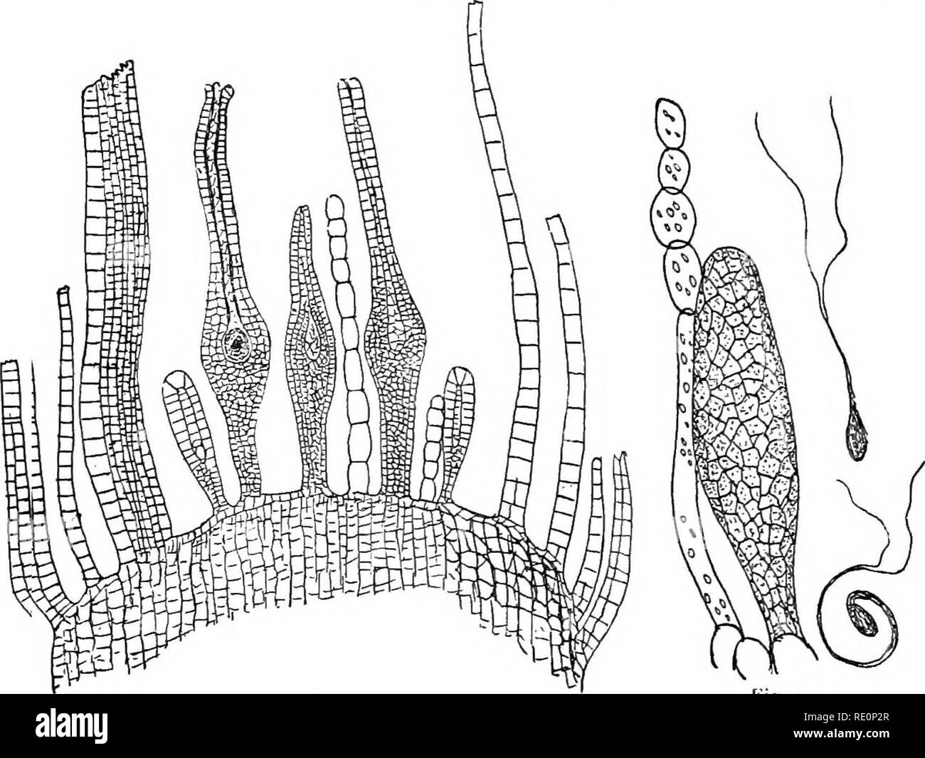 Microscope slide Banque d'images noir et blanc - Page 2 - Alamy