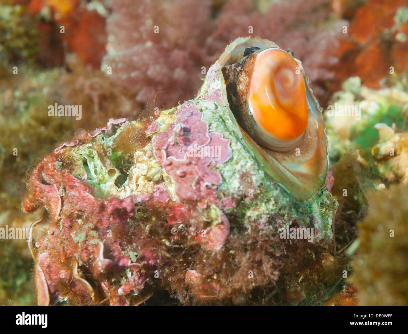 Bolma rugosa Banque de photographies et d’images à haute résolution - Alamy