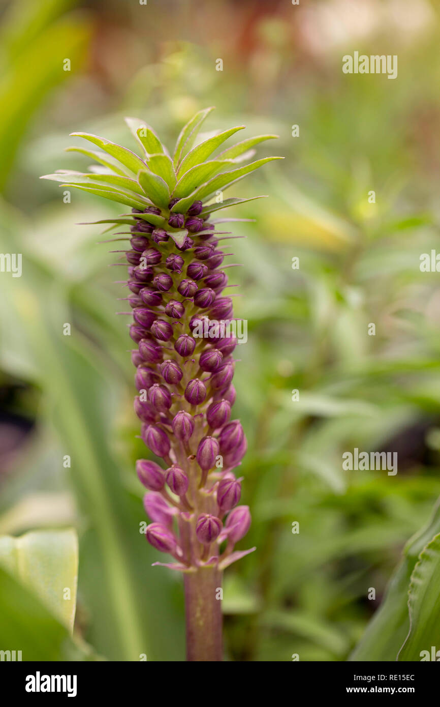 Plante d'ananas avec fleurs Banque de photographies et d’images à haute ...