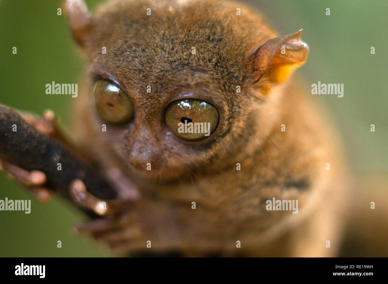 Faune philippine Banque de photographies et d’images à haute résolution ...