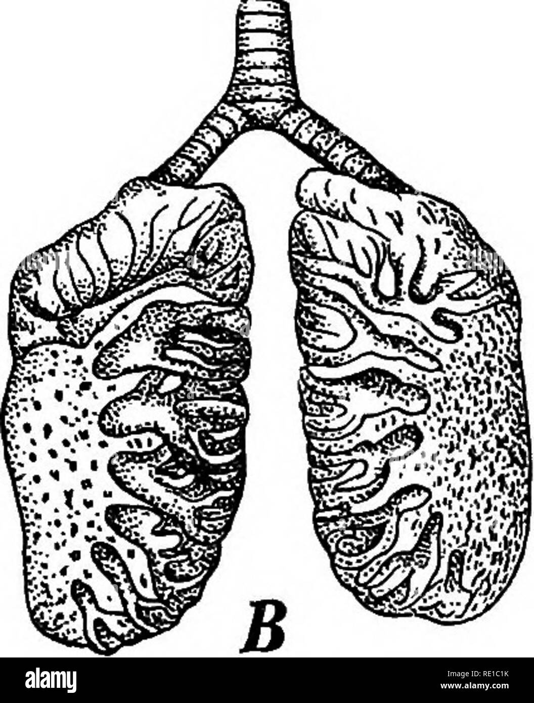 . Les maladies de la volaille . La volaille ; 1899. irately moldad aux ...