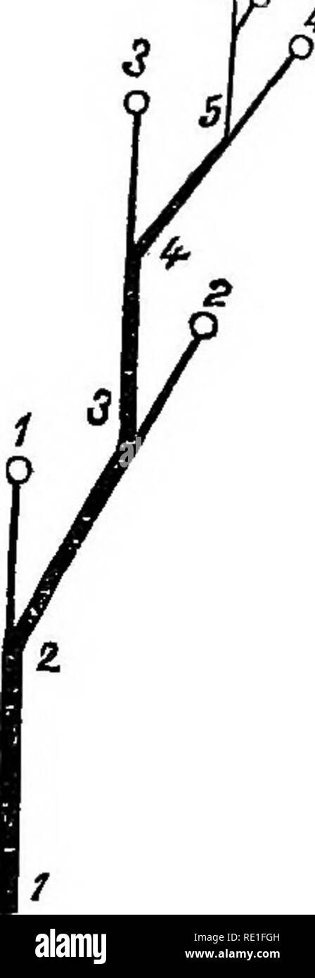 Bourgeons terminaux epinette Banque d'images noir et blanc - Alamy