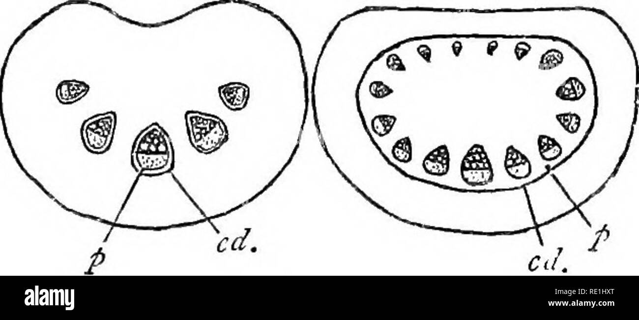 . Un manuel de botanique. La botanique. Manuel de botanique 386 ...