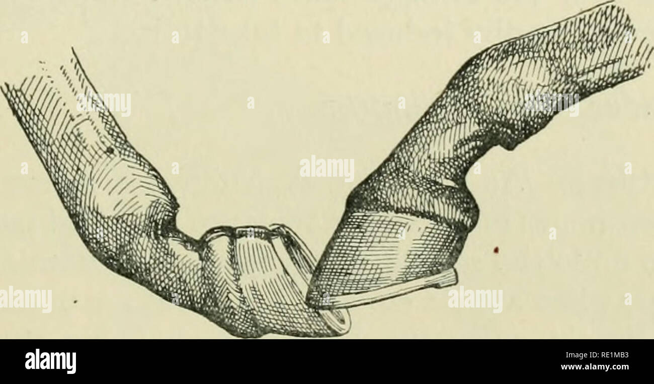 Os pisiforme cheval Banque de photographies et d’images à haute ...