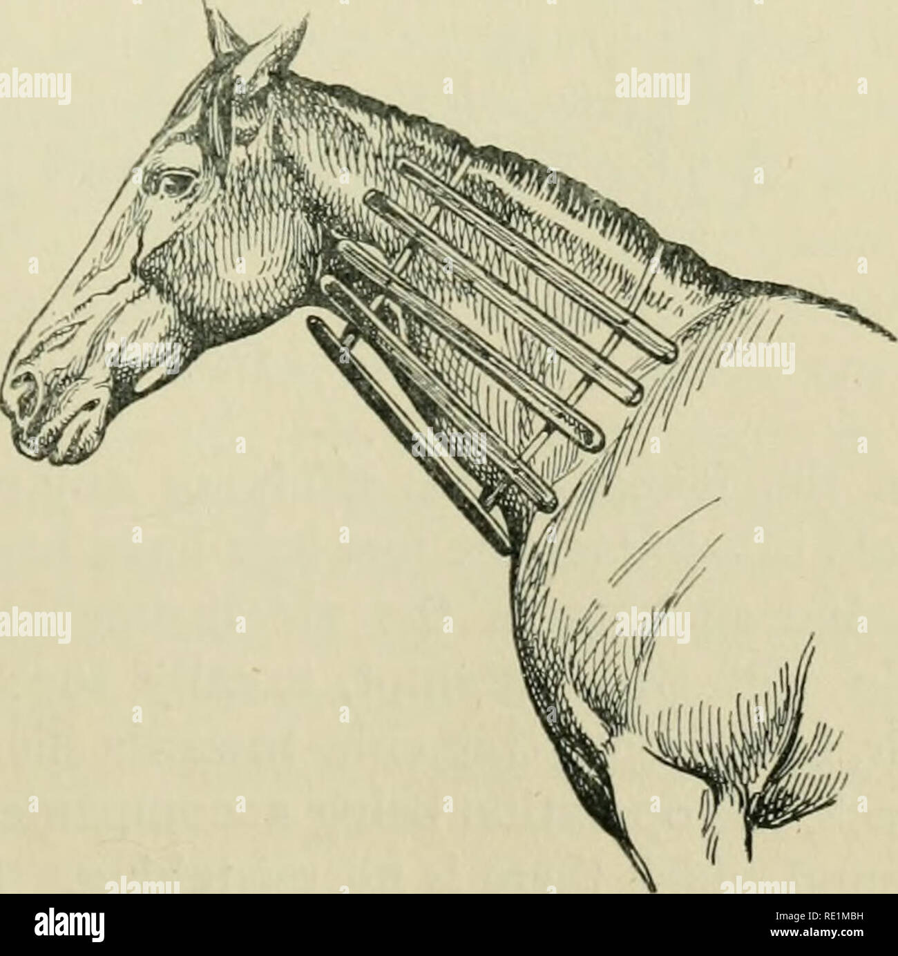 . L'encyclopédie de l'étable : un manuel complet du cheval, ses races ...