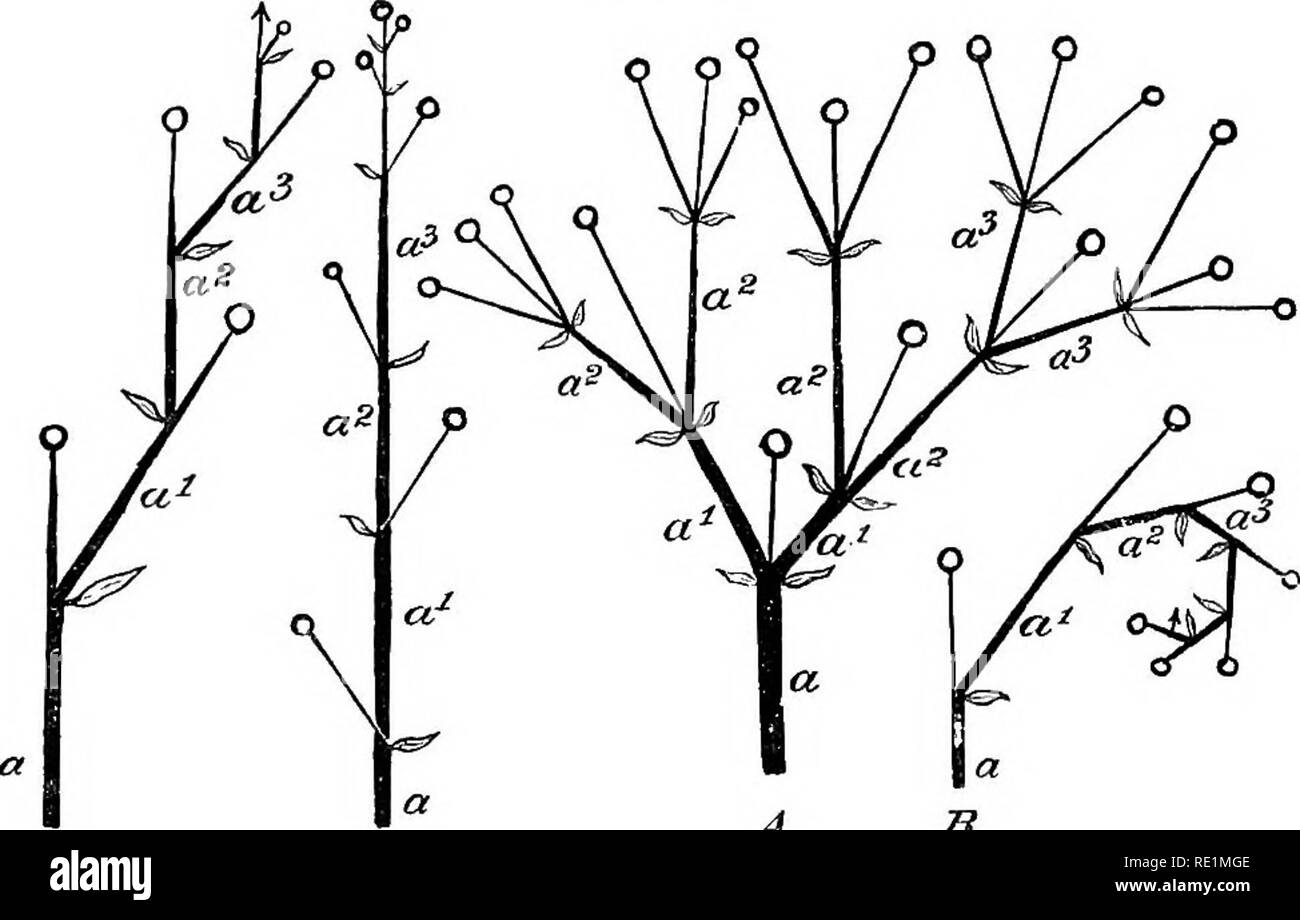 Dichotomous branching Banque d'images détourées - Alamy