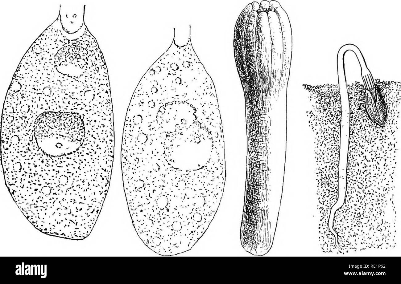échelle ovulifère Banque d'images noir et blanc - Alamy