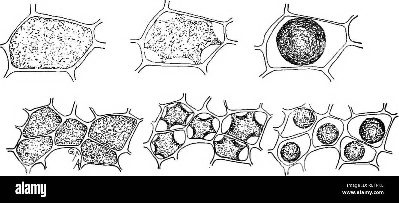 Osmose cell Banque de photographies et d’images à haute résolution - Alamy