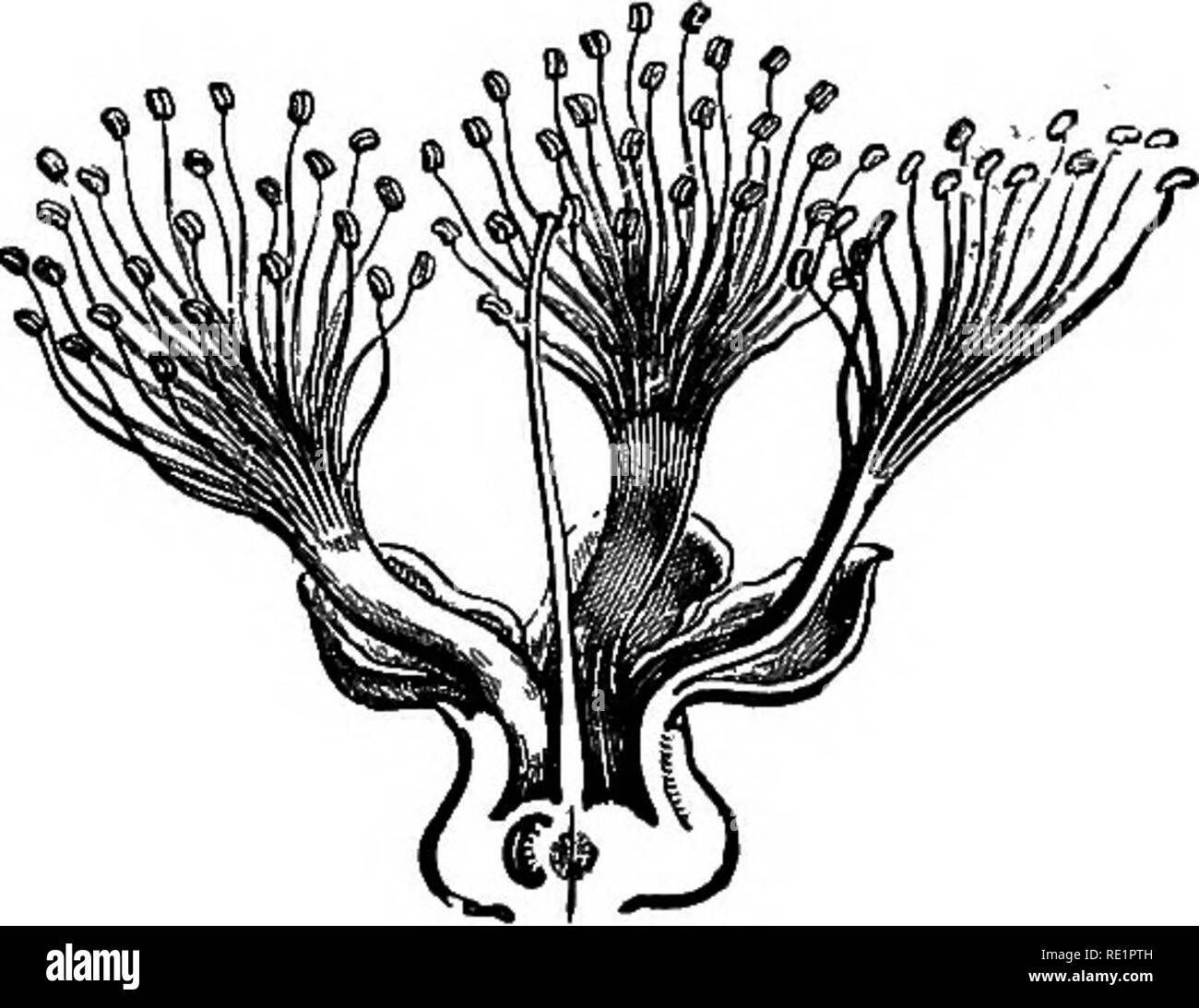 Melaleuca australien Banque d'images détourées - Alamy