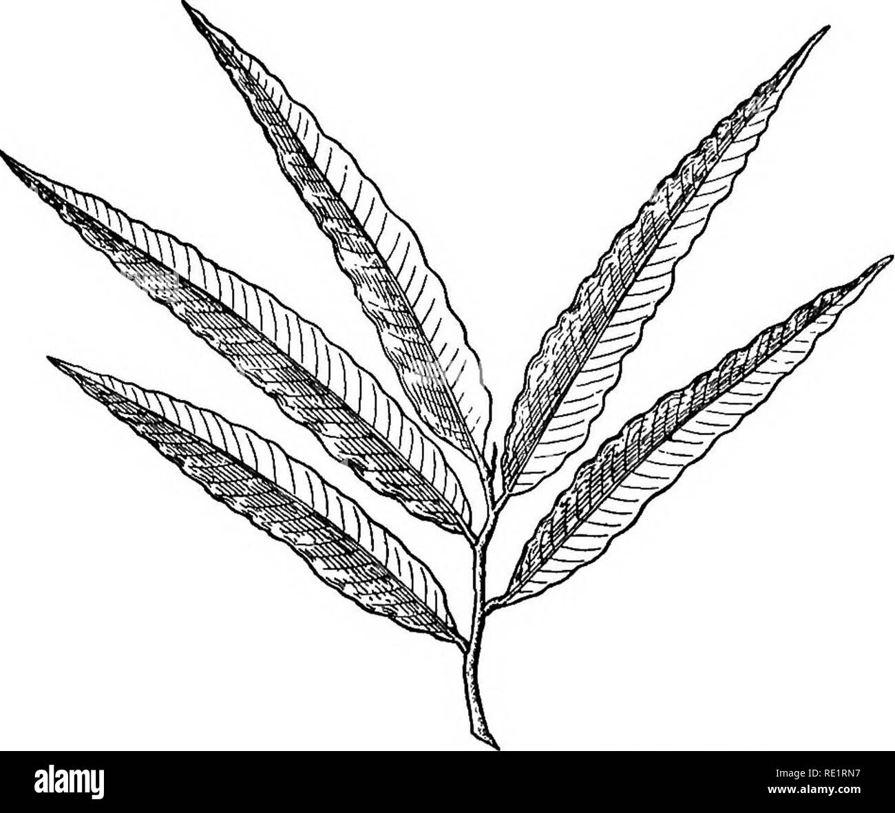 Pinus longifolia Banque d'images détourées - Alamy