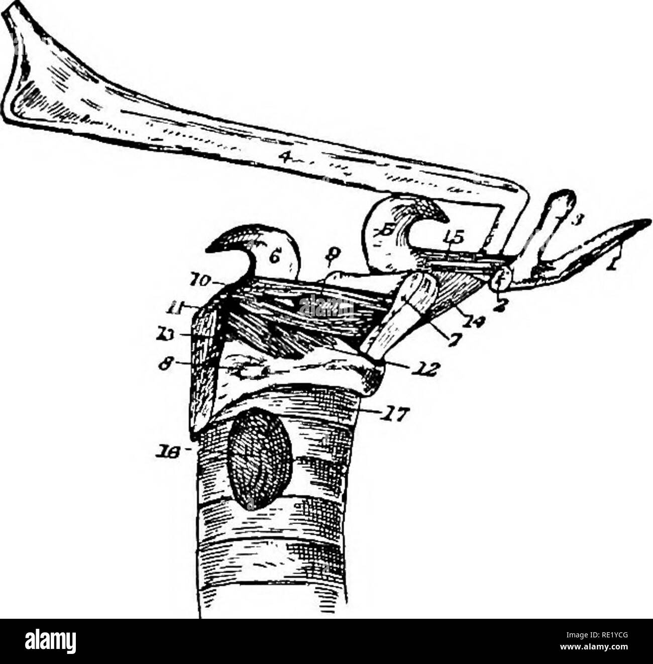 Anatomie muscle cheval Banque d'images noir et blanc - Alamy