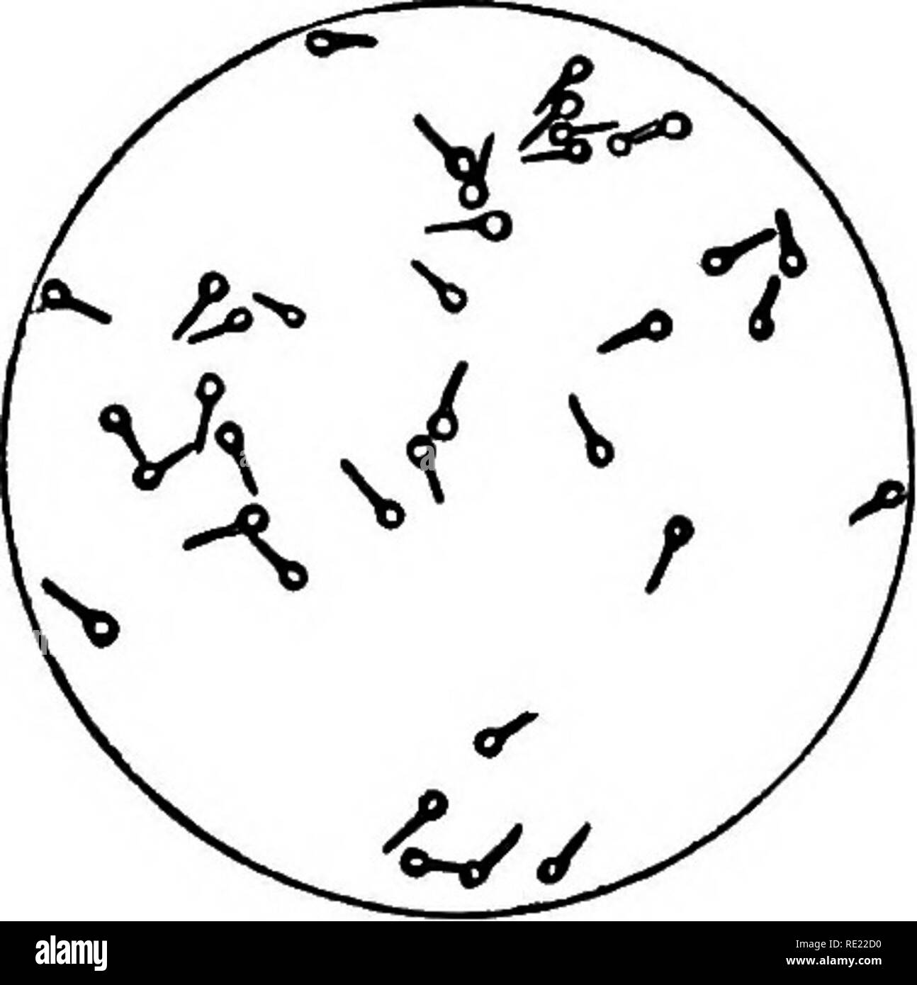 Tetanus bacillus Banque d'images noir et blanc - Alamy