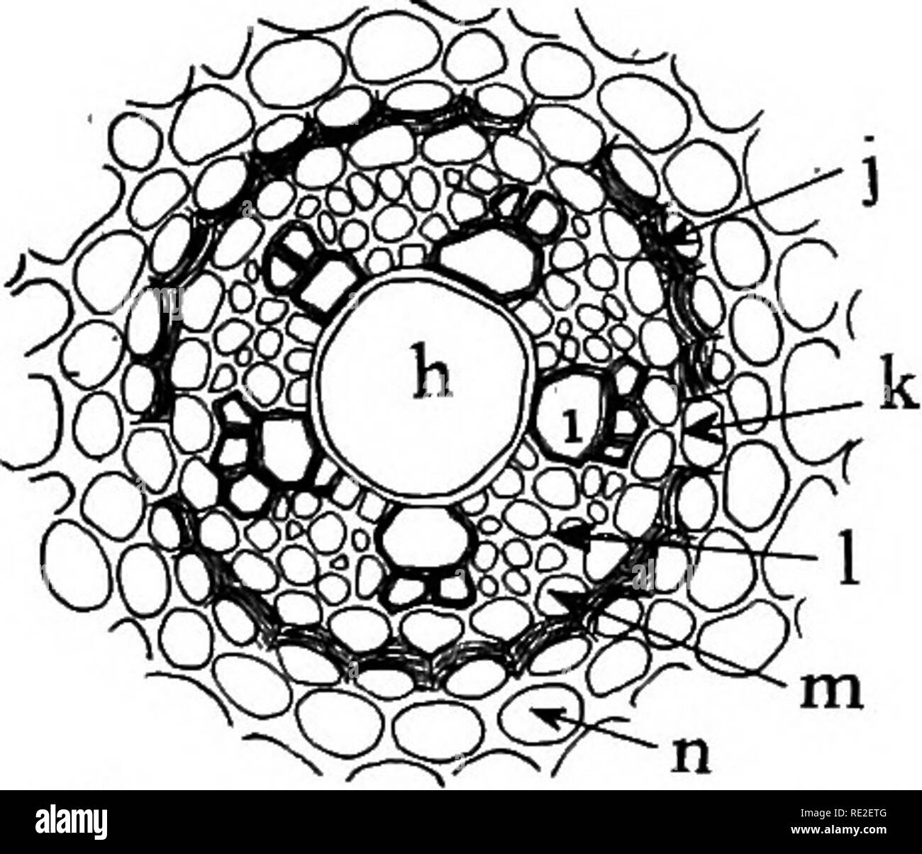 . Anatomie végétale du point de vue du développement et les fonctions ...