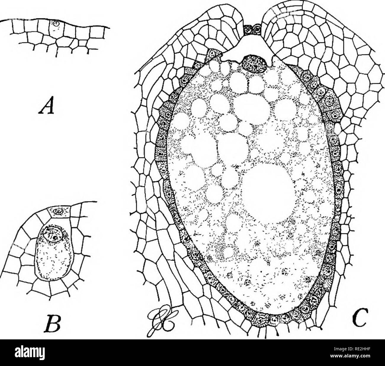 . Morphologie des spermatophytes. [Partie I. gymnospermes]. Les ...