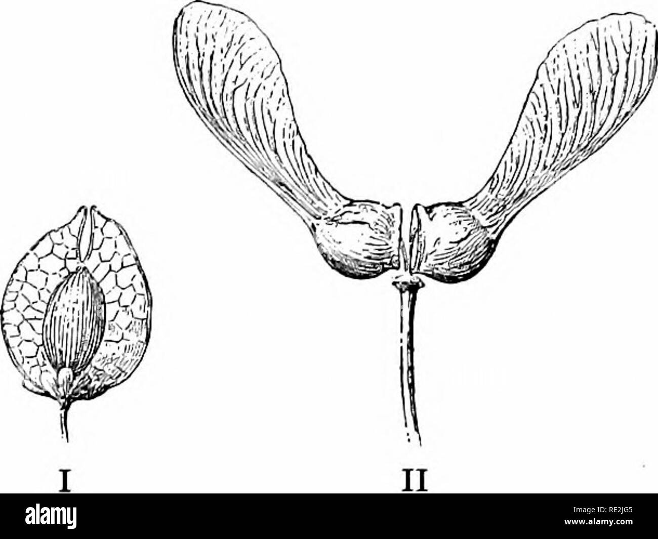 . Éléments de botanique. La botanique. Le fruit 187. Fig. 139. Les ...