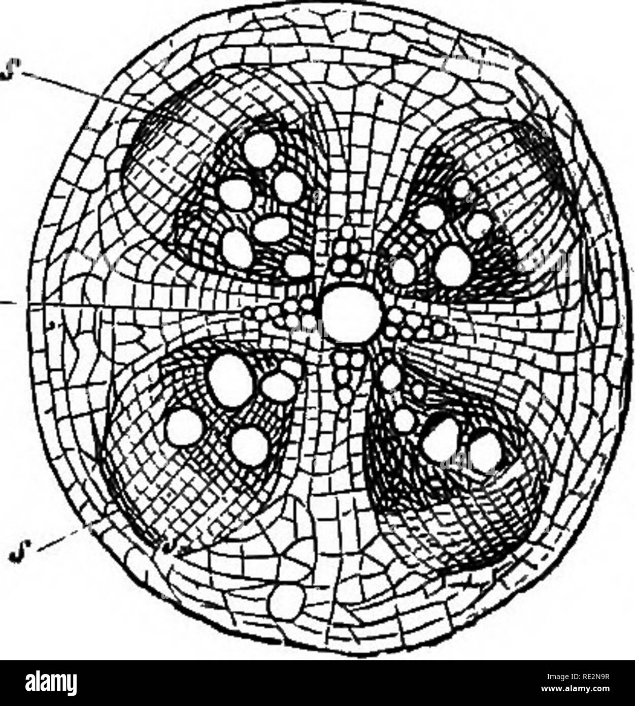 . L'anatomie comparée des organes végétatifs des phanérogames marines ...
