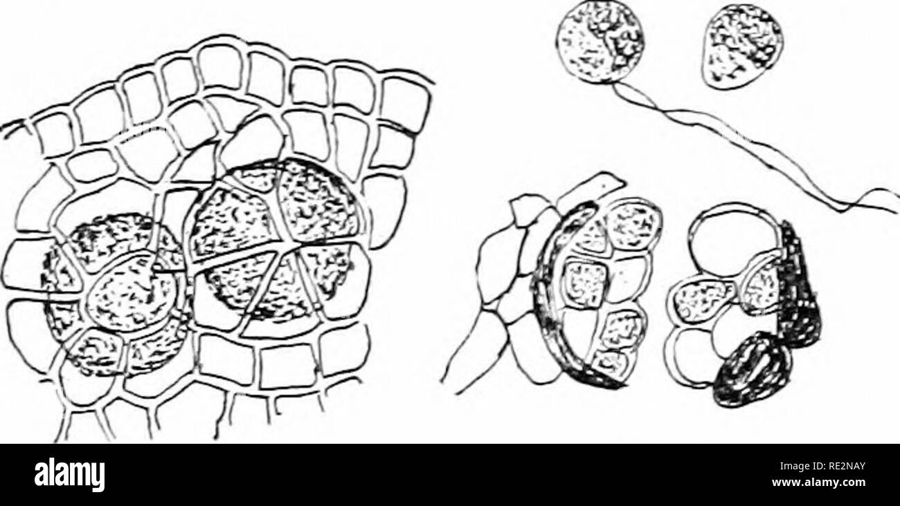 . Botanique élémentaire. La botanique. Fig. 150. Coleoch^te soluta : à ...
