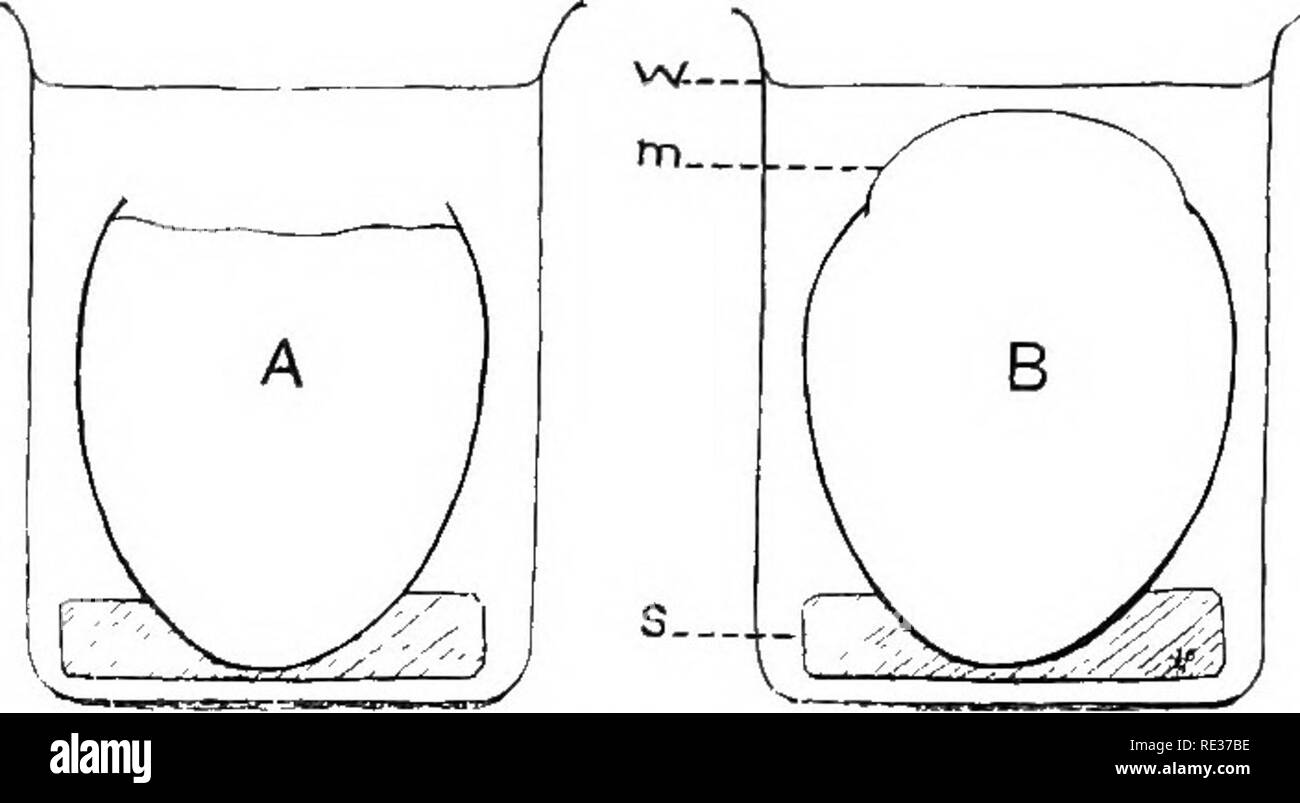 Porous membrane Banque de photographies et d’images à haute résolution ...