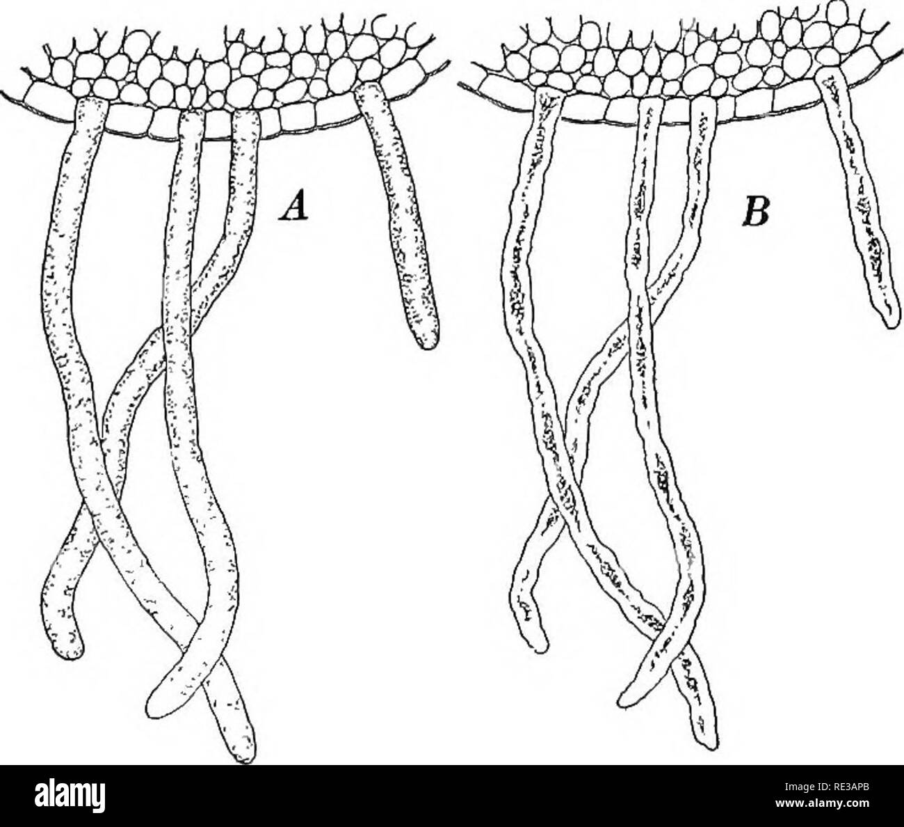 . Introduction à la botanique. La botanique. 42 INTRODUCTION À la ...