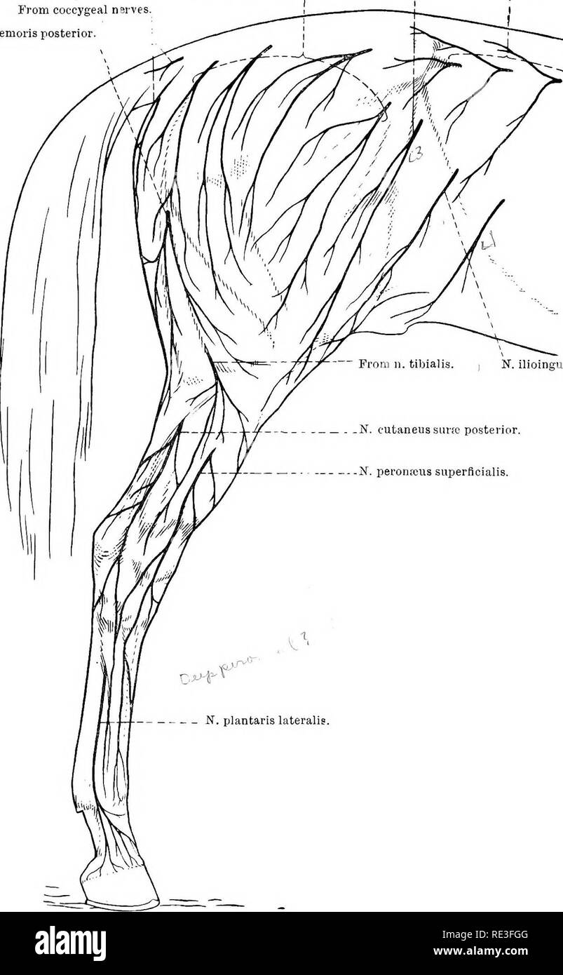 . L'anatomie topographique des membres du cheval. Les chevaux, la ...