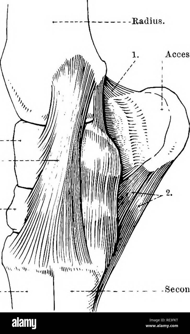 . L'anatomie topographique des membres du cheval. Les chevaux, la ...
