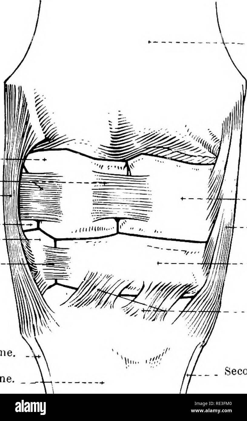 . L'anatomie topographique des membres du cheval. Les chevaux, la ...