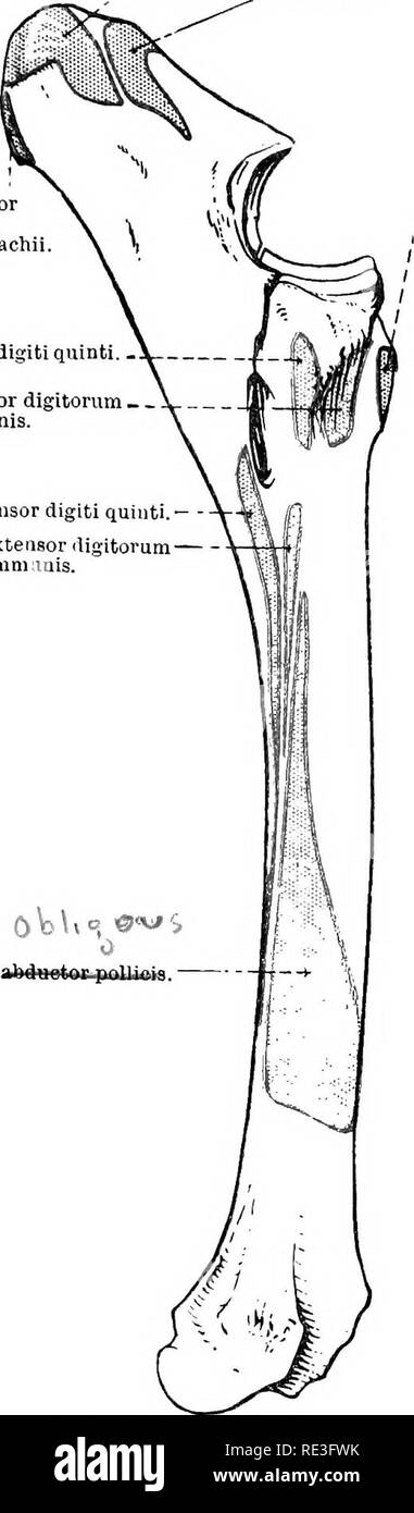 Biceps brachial cheval Banque de photographies et d’images à haute ...