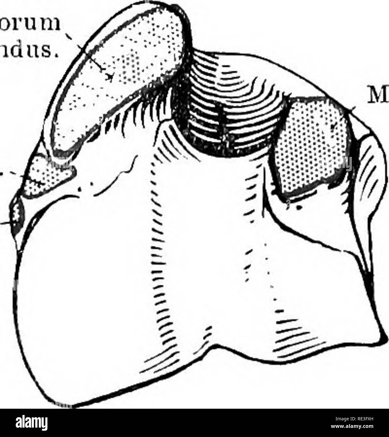 . L'anatomie topographique des membres du cheval. Les chevaux, la ...