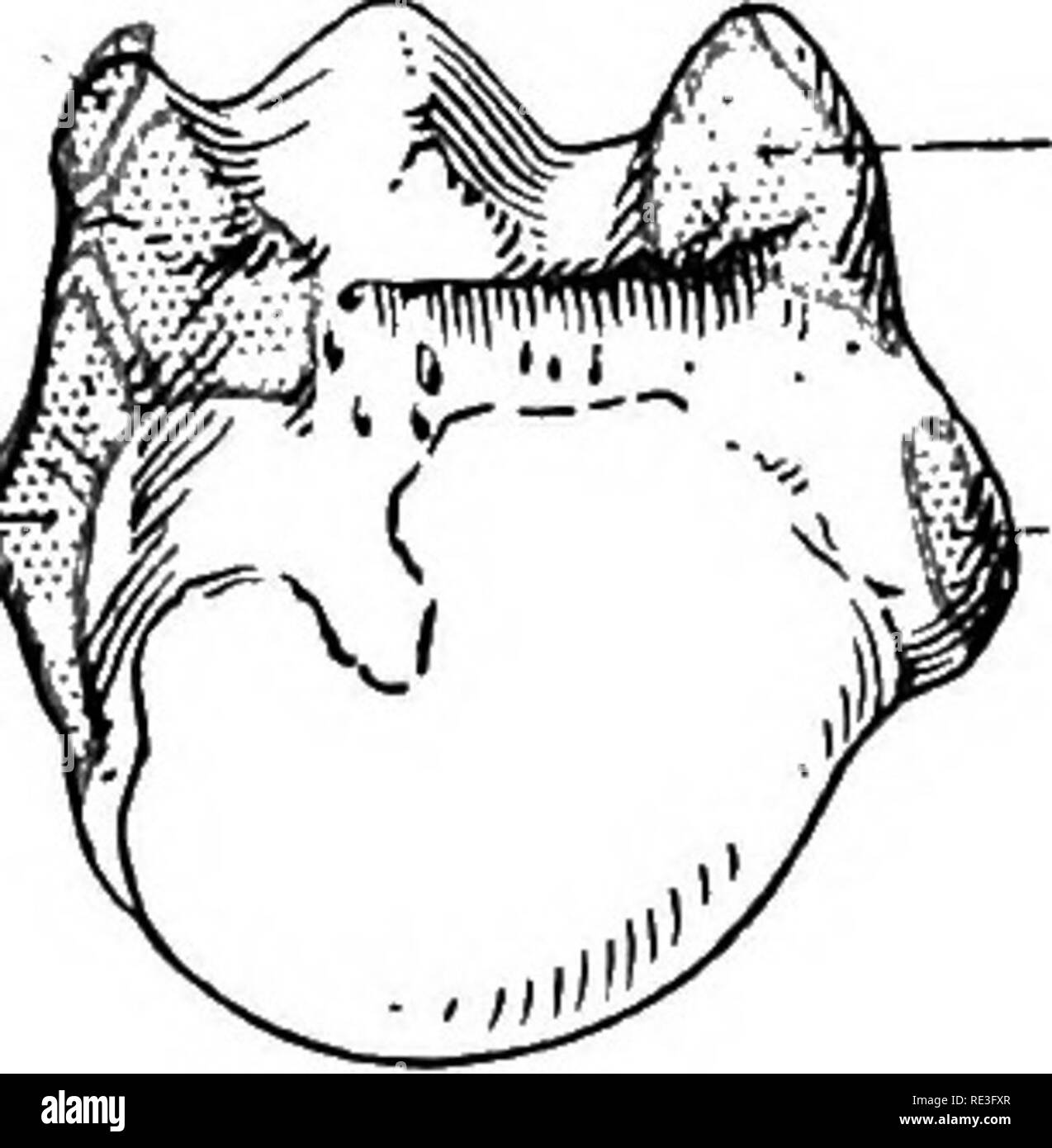 Humérus du cheval Banque d'images noir et blanc - Alamy