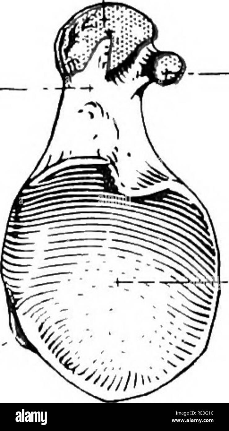 Muscle accessoire cheval Banque de photographies et d’images à haute ...