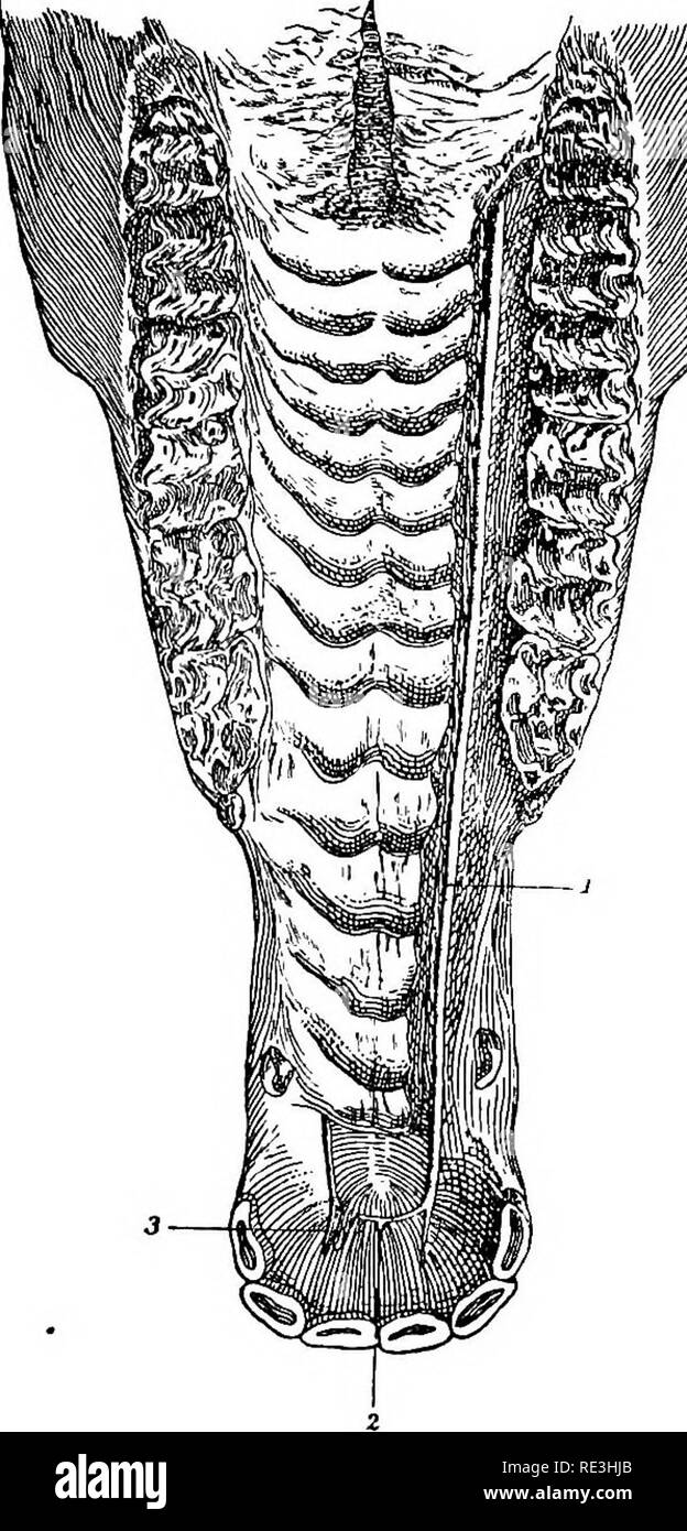 . L'anatomie du cheval, une dissection guide. Les chevaux. OP de ...