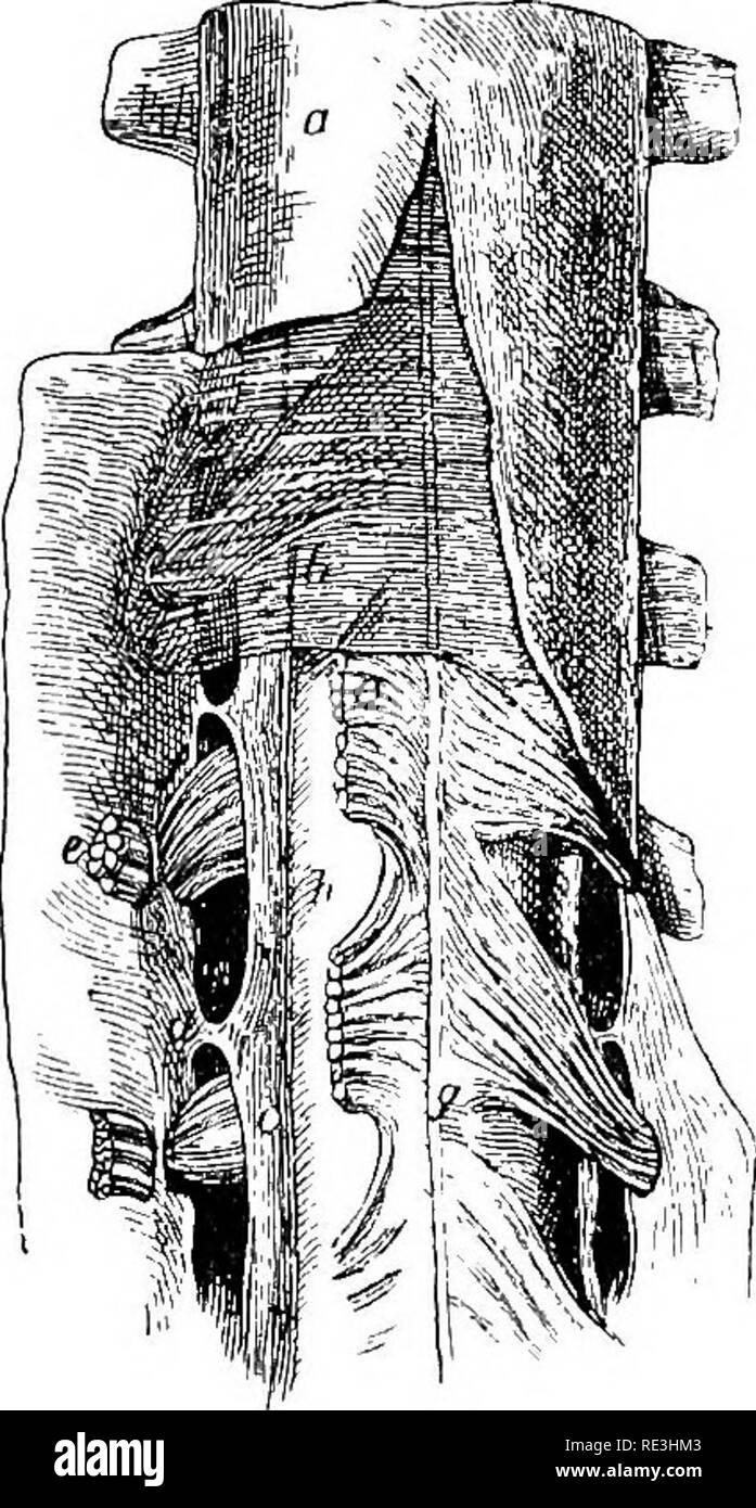 Anatomie visceral cheval Banque de photographies et d’images à haute ...