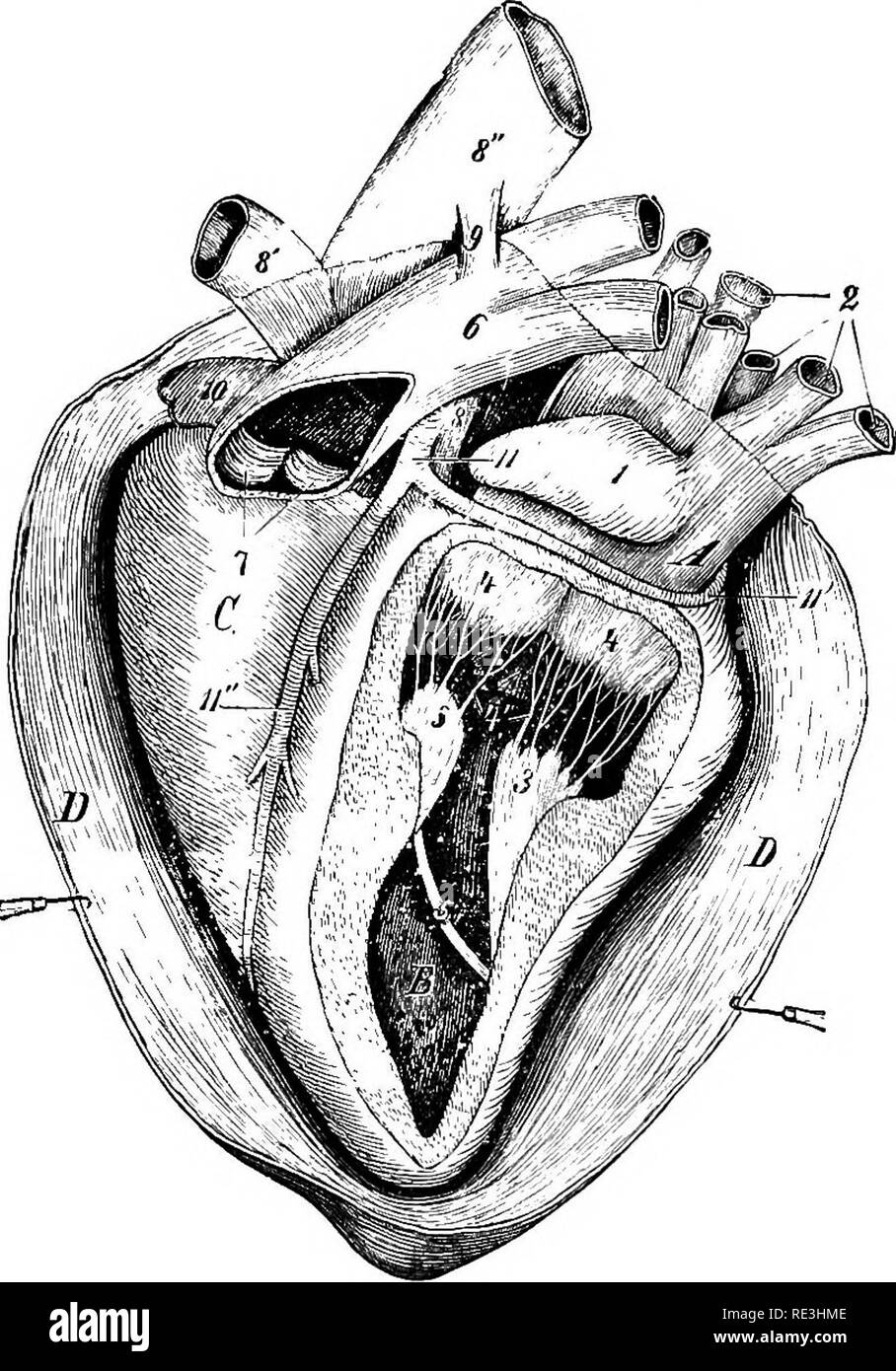 Anatomie cheval coeur Banque d'images noir et blanc - Alamy