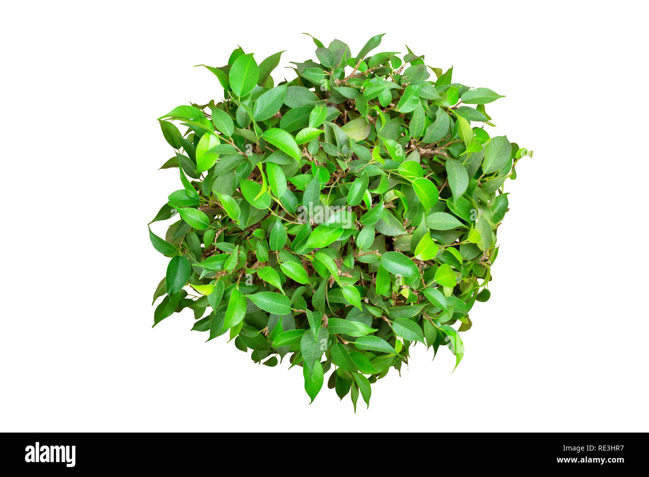 Ficus benjamin top view Banque d'images détourées - Alamy