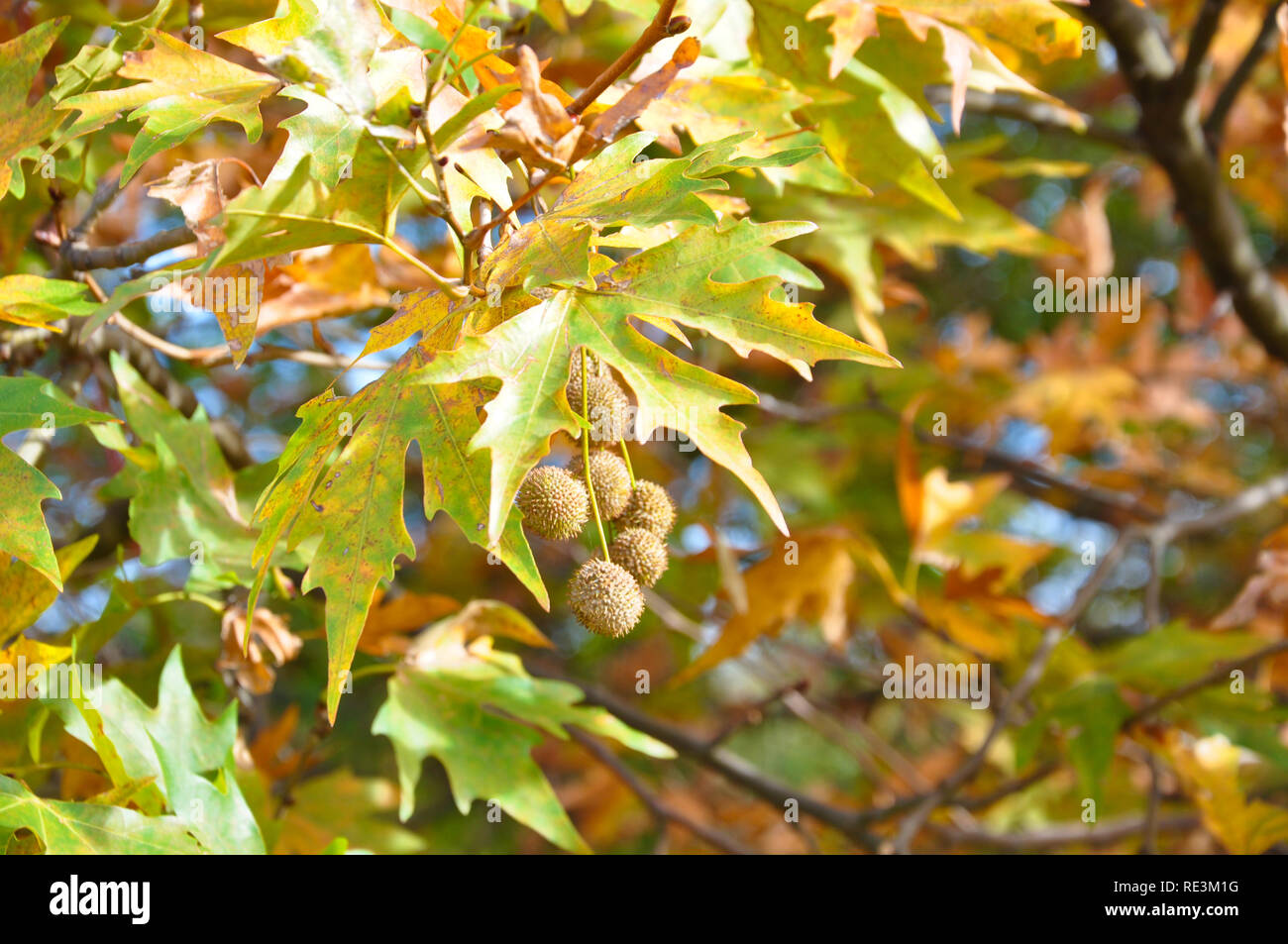 Feuilles de platane Banque de photographies et d’images à haute ...