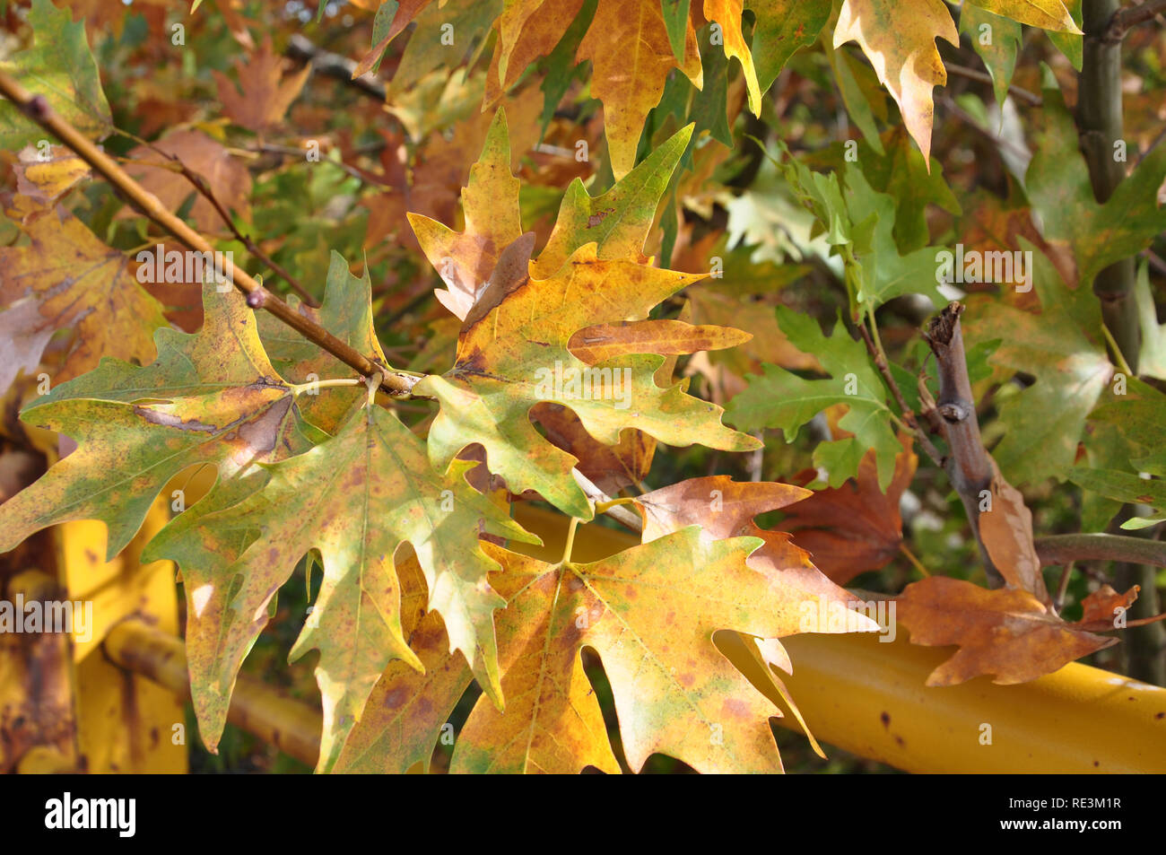 Feuilles de platane Banque de photographies et d’images à haute ...