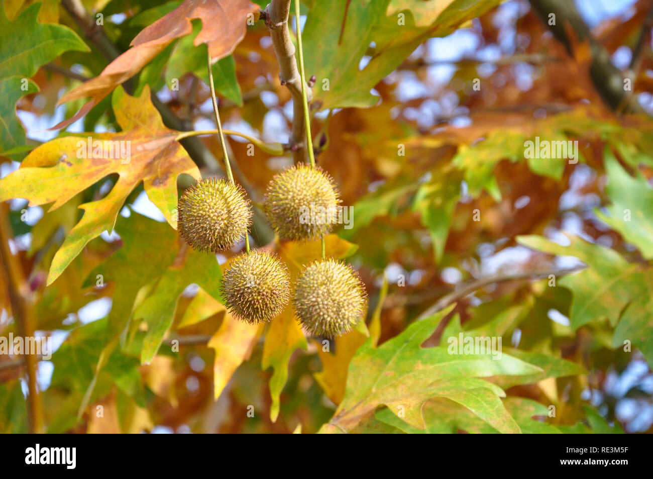 Automne Fond Avec Des Feuilles De Platane Et De Fruits Banque d'image ...