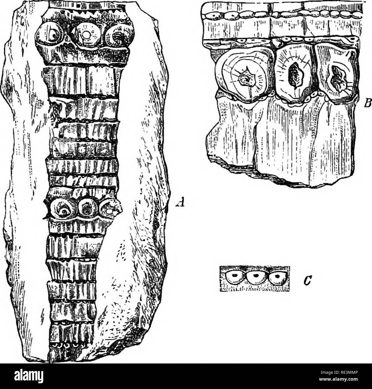 Groupe familial composé Banque d'images noir et blanc - Alamy